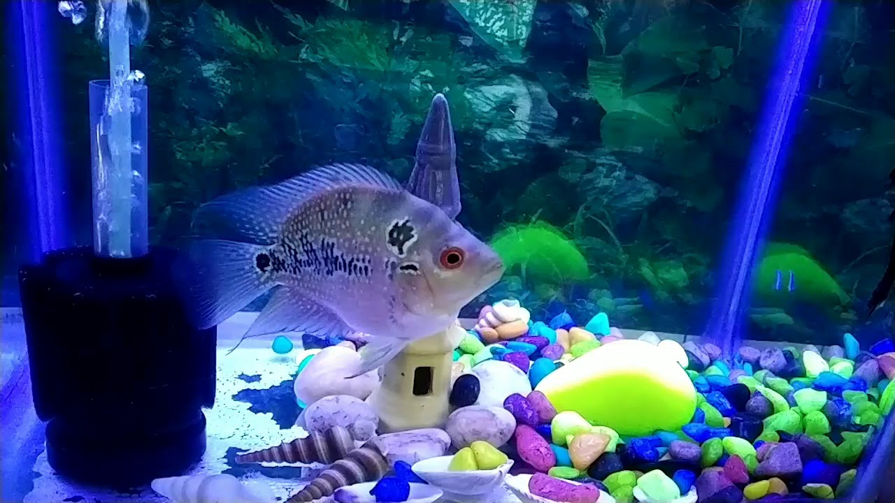 Short body flowerhorn - YouTube