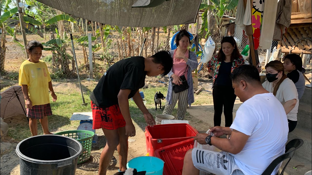 Hito Grow Outs ! Weekly Harvest ! @Mapandan Pangasinan ! Salamat Buyer ...