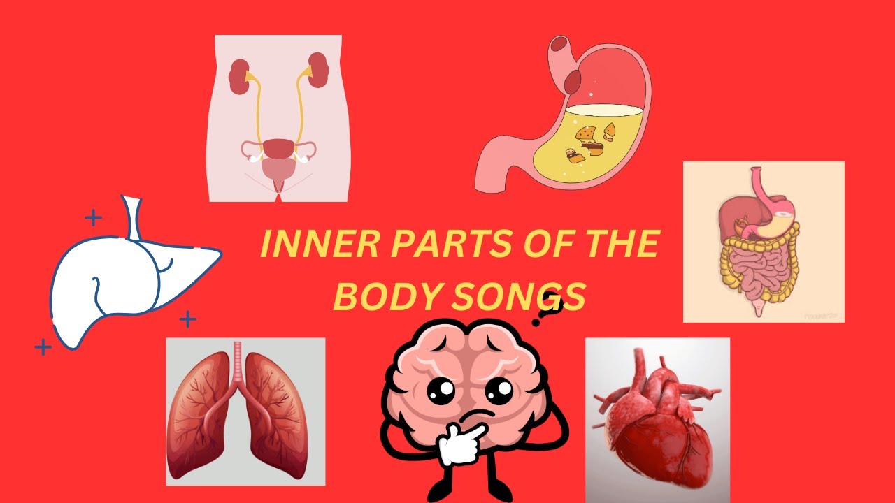 INNER BODY PARTS and FUNCATION || nursery rhymes||Meemaa kids - YouTube