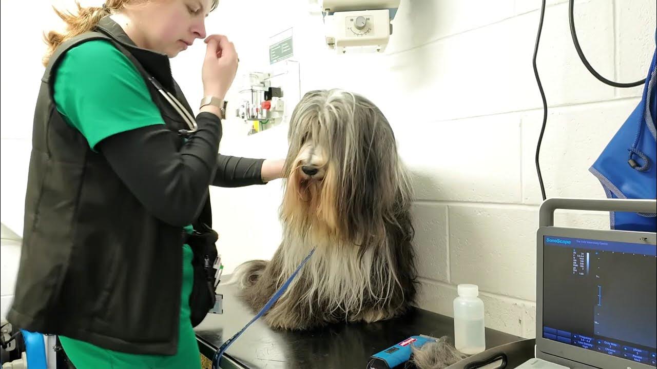 A Day In The Life Of A Vet: Episode 2, Cats And Dogs - YouTube