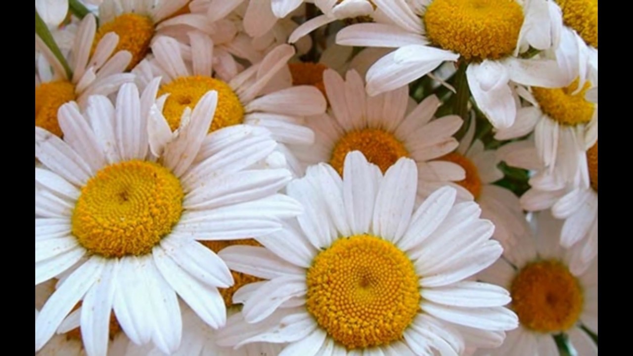 Flor Margarida! Impressionante quanta beleza! Daisy Flower! Beautiful ...
