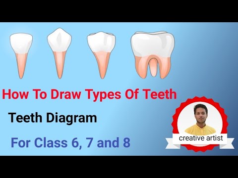 How To Draw Types Of Teeth //How To Draw Teeth Easy way //Teeth Diagram ...