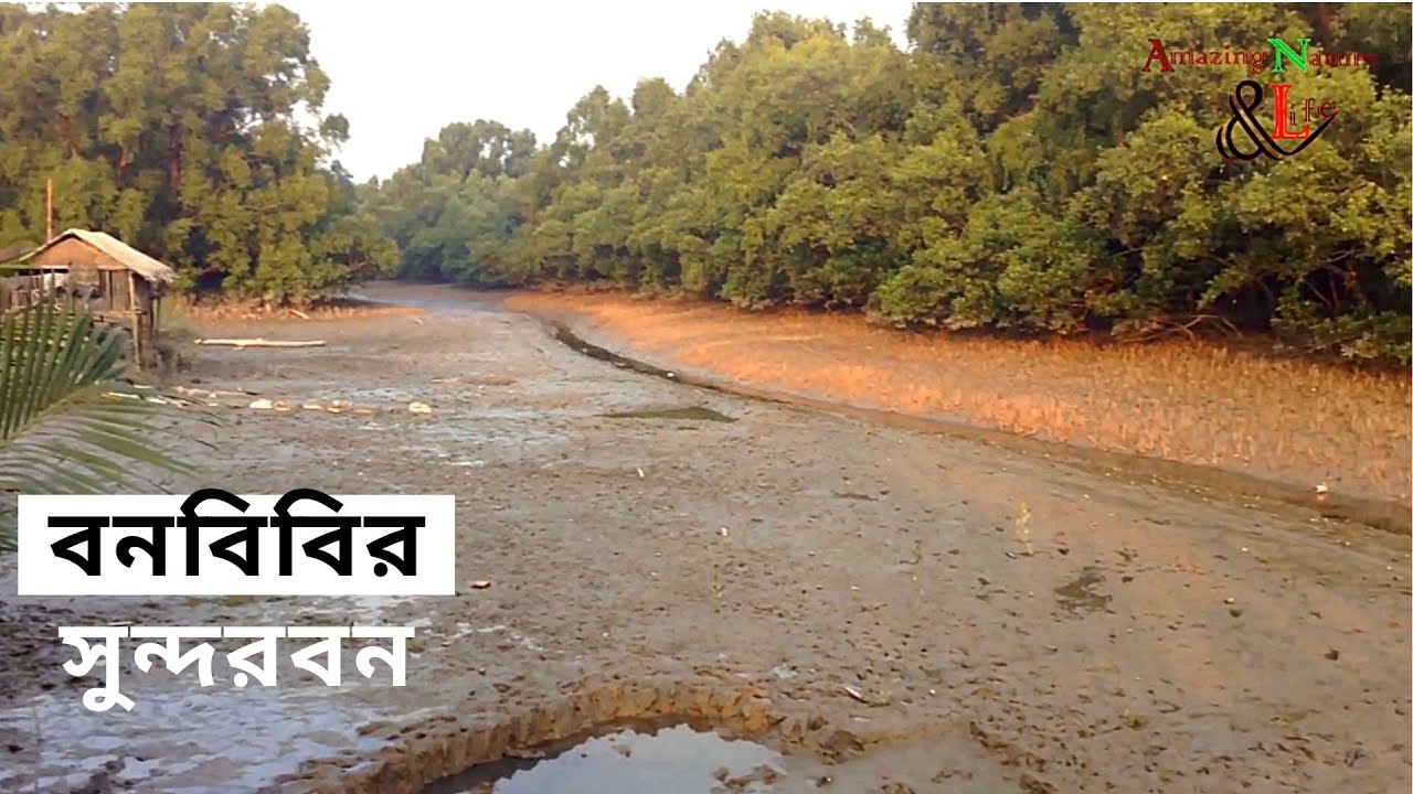বনবিবির সুন্দরবন | Bonbibi temple | সুন্দরবন জীবন | Sundarbans | Dublar ...