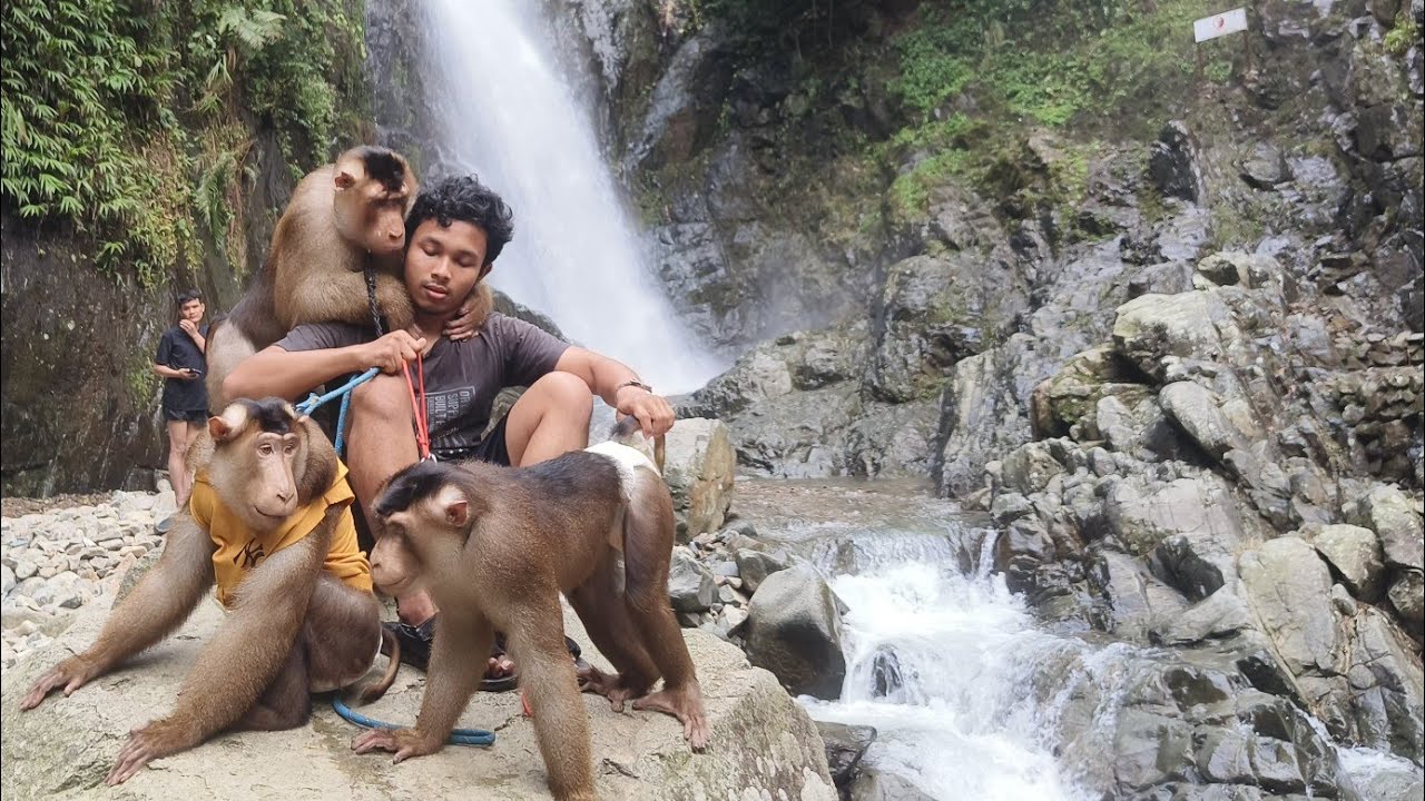 keseruan beruk beruk besar main di curug cigentis - YouTube