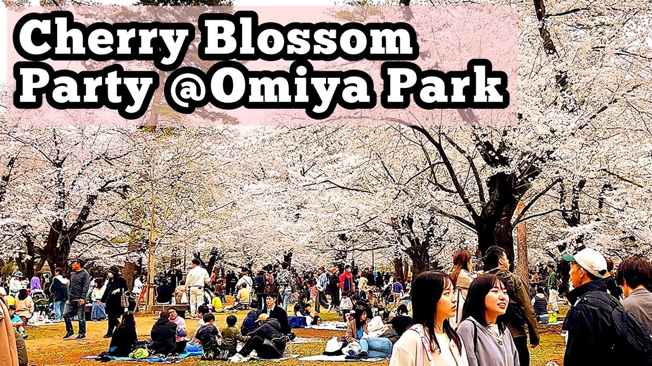 I Went To a HANAMI PARTY大宮公園花見. IN 4K. - YouTube