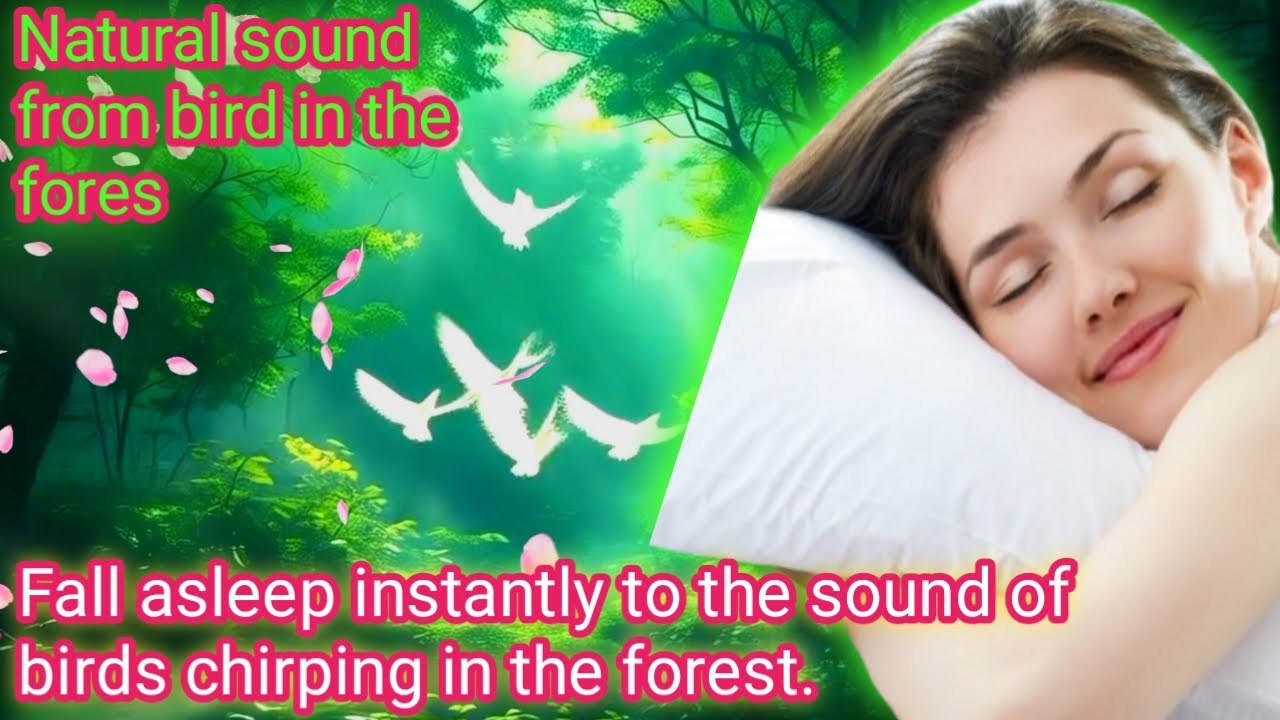 Listen to the sounds of animals crying in the forest and sleep soundly ...