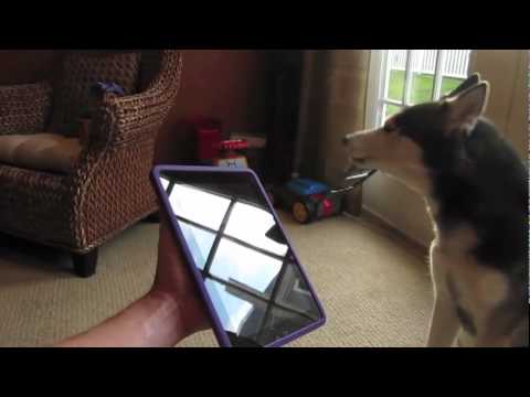 1285620772 autotune dog - YouTube