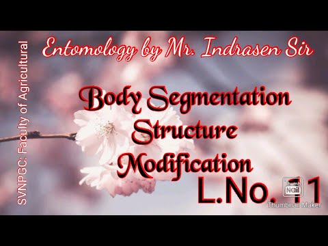 Body Segmentation of insect | Entomology | by Mr. Indrasen Sir - YouTube