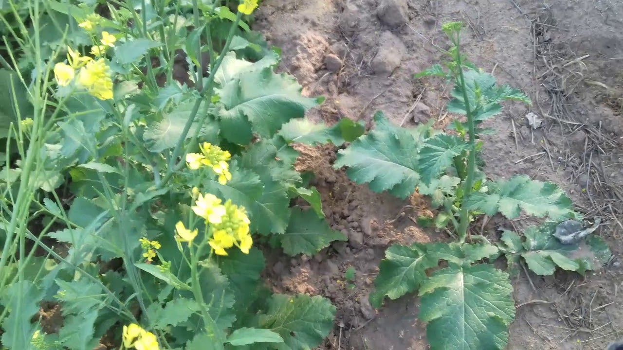 bbbb hhhh aaaa nnnn - YouTube