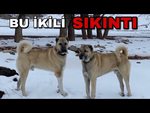 İKİ YİĞİT ÇIKTI MEYDANE İKİSİ DE BİRBİRİNDEN MERDANE