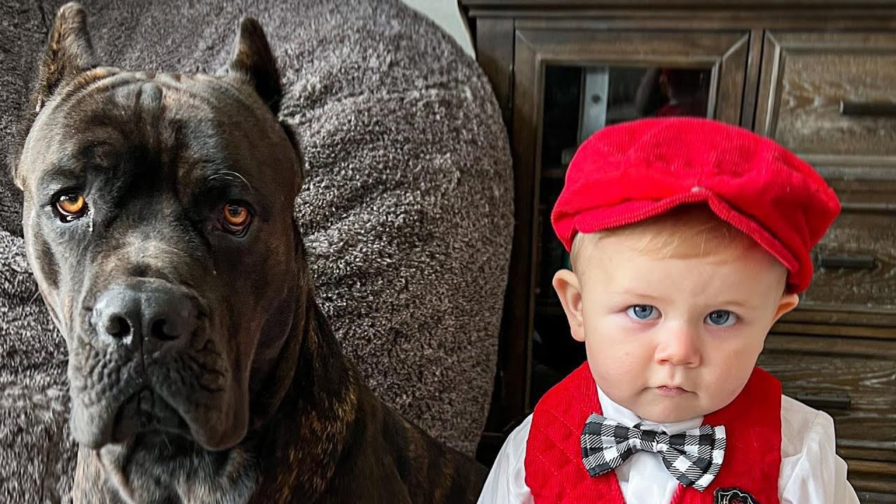 Kid Grows Up With His Giant 125-Pound Dog by His Side - YouTube