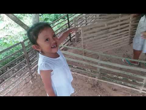 #Bocah #Main #kandang #bebek