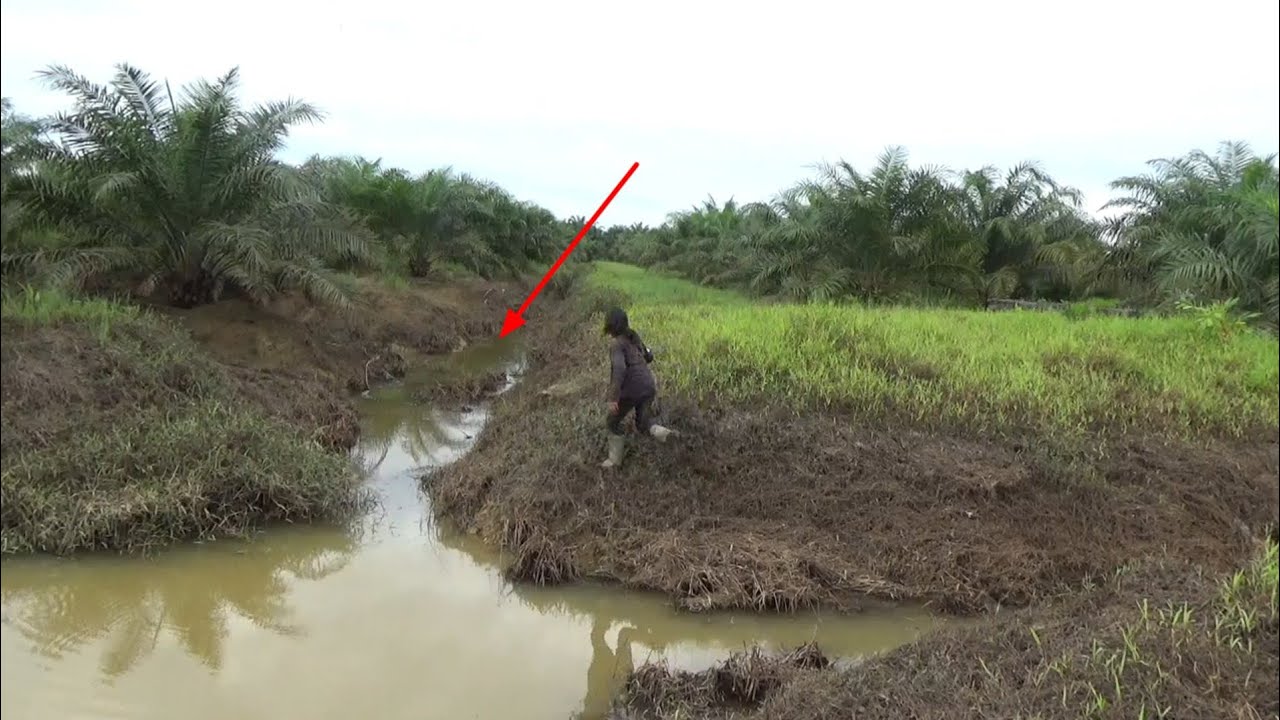 Parit sawit!! Jadi tempat persembunyian ikan Predator - YouTube