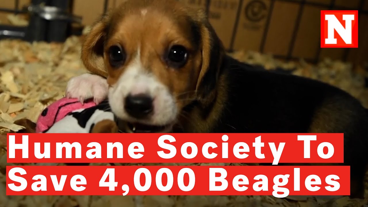 Humane Society To Save 4,000 Beagles From Breeder To Find 'Everloving ...