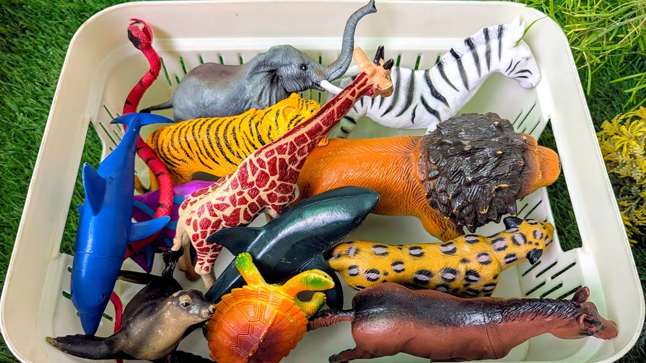 The Big Wild & Sea Animal Show | Learn with Fun for Kids - YouTube