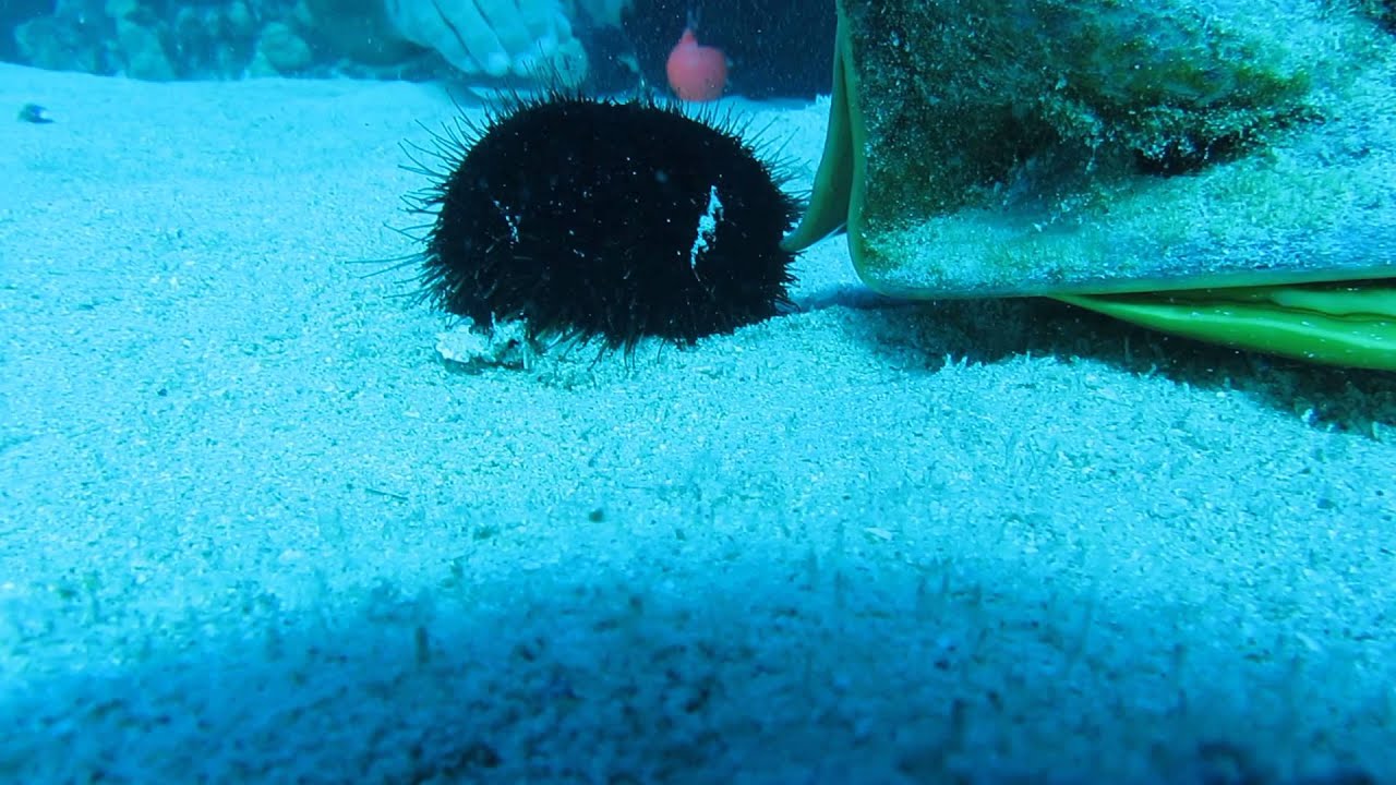 Sea snail eats a sea urchin - YouTube