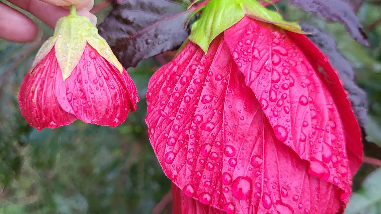 what are these two plants that look so similar theu can be twins? - YouTube