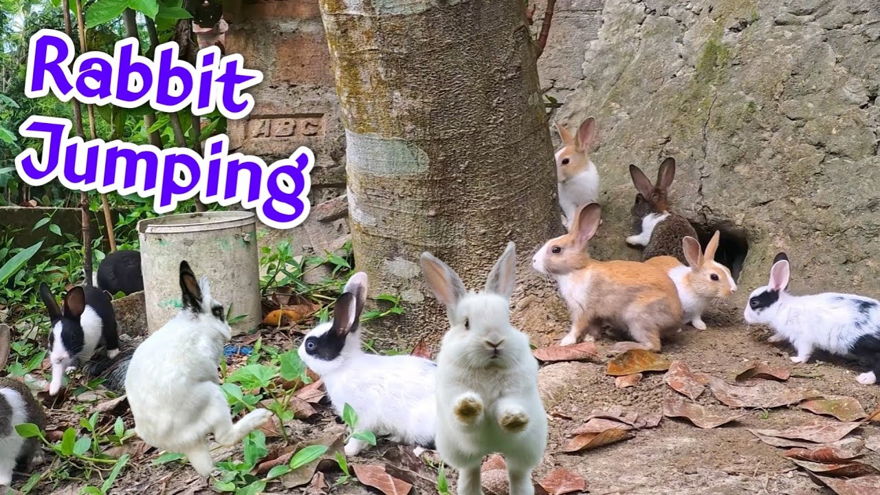 Baby Rabbit Learns To Jump | Cute Baby bunnies play hide-and-seek - YouTube