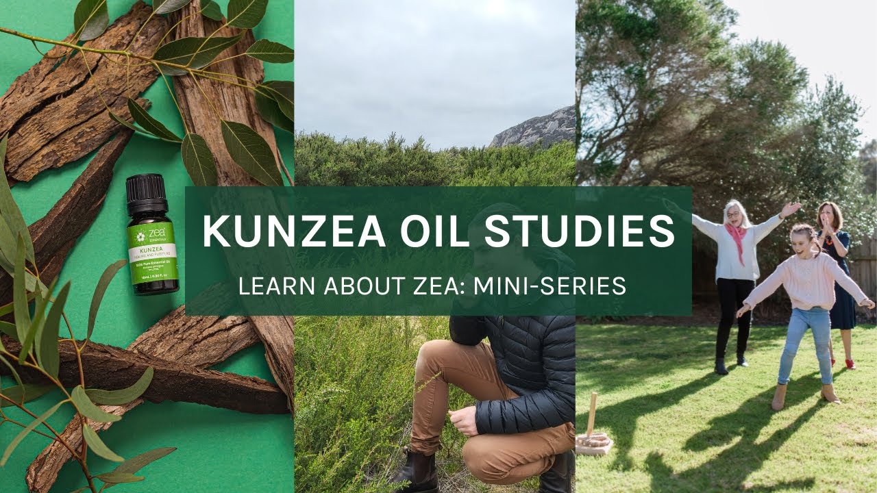 Learn About Zea: Kunzea Oil Studies - YouTube