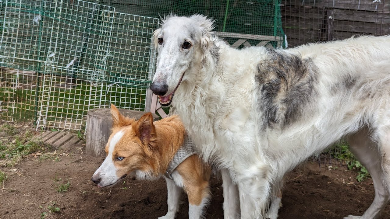 Borzoi.Border collie and Irish wolfhound:) Dogs digging and playing in ...