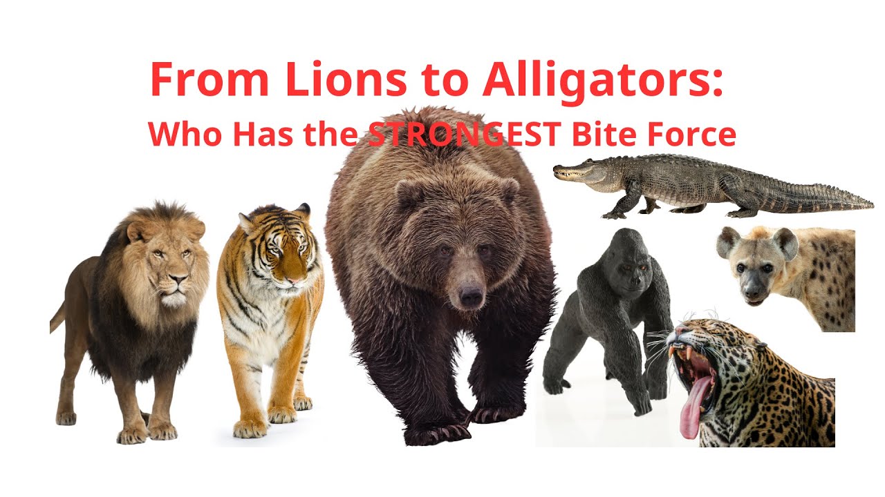 Who Has the STRONGEST Bite Force? #bitforce #strongest #wildlife - YouTube