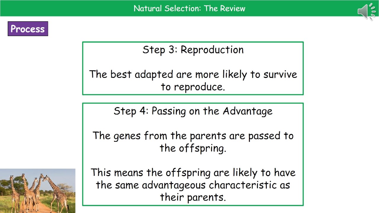 OCR Gateway A B5.2.1 Natural Selection Summary - YouTube