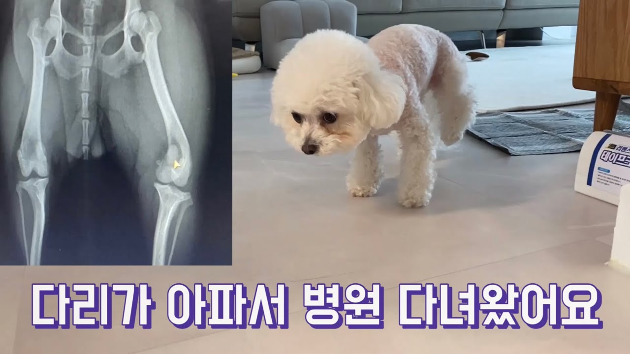 강아지가 갑자기 다리를 절뚝거려서 병원에 다녀왔어요 강아지 슬개골탈구 1 2 3 4기 차이 츄블리 Youtube