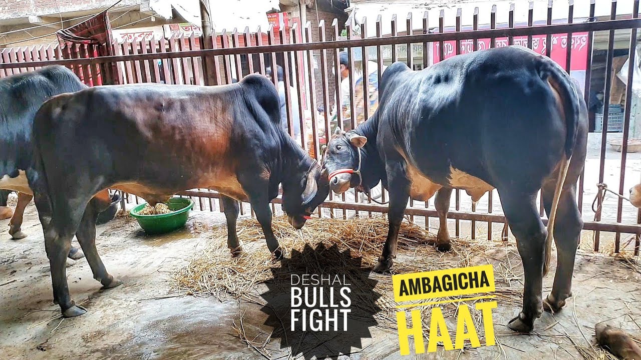 Angry Deshal Bulls Fight | Medium Size Deshal Bulls | Ambagicha Gorur ...