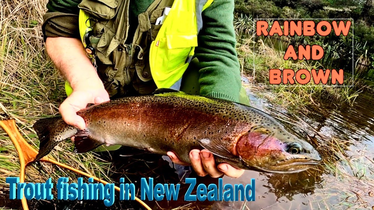 Fishing For Rainbow & Brown Trout in Flaxy Creek & Lakes in NZ Ep 150 ...
