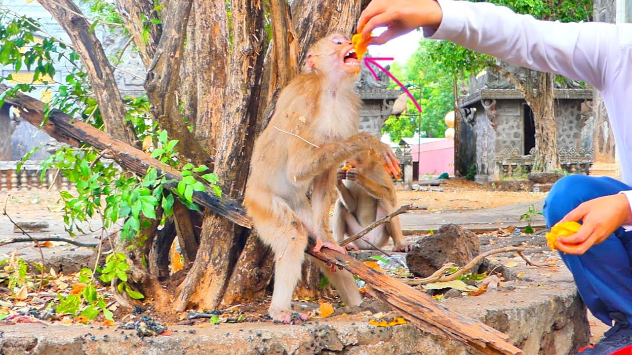 Wow so sweet...The Handsome man feeds MOKA monkey looks very close ...