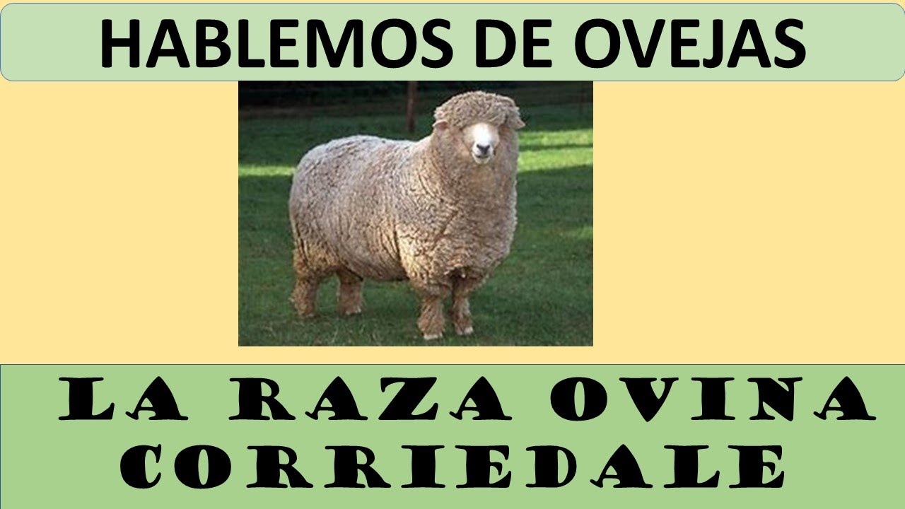 Antecedentes De La Oveja Corriedale 2 Magallanes Sheep Farming