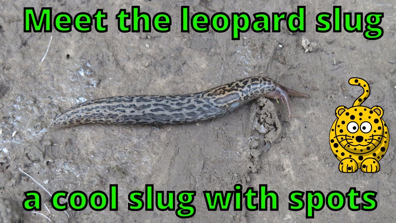 Meet the cool leopard slug - A gastropod mollusk covered in spots - YouTube