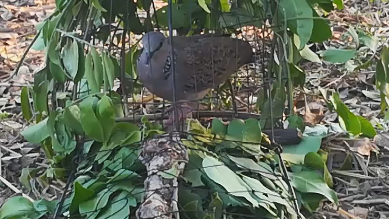 Amazing Bird Trap Catch Bird On Tree - Bird Trap Recipe / Village Food ...