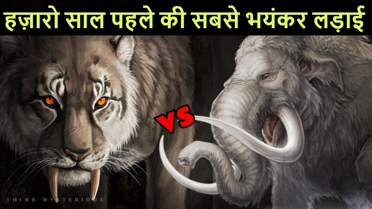 Sabertooth Tiger vs Mammoth दुनिया का सबसे खतरनाक शेर और सबसे विशाल ...