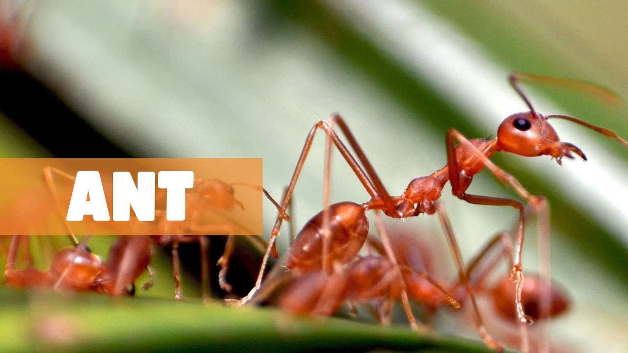 ANTS: MASTERS OF COORDINATION AND ECOSYSTEM ENGINEERING - YouTube