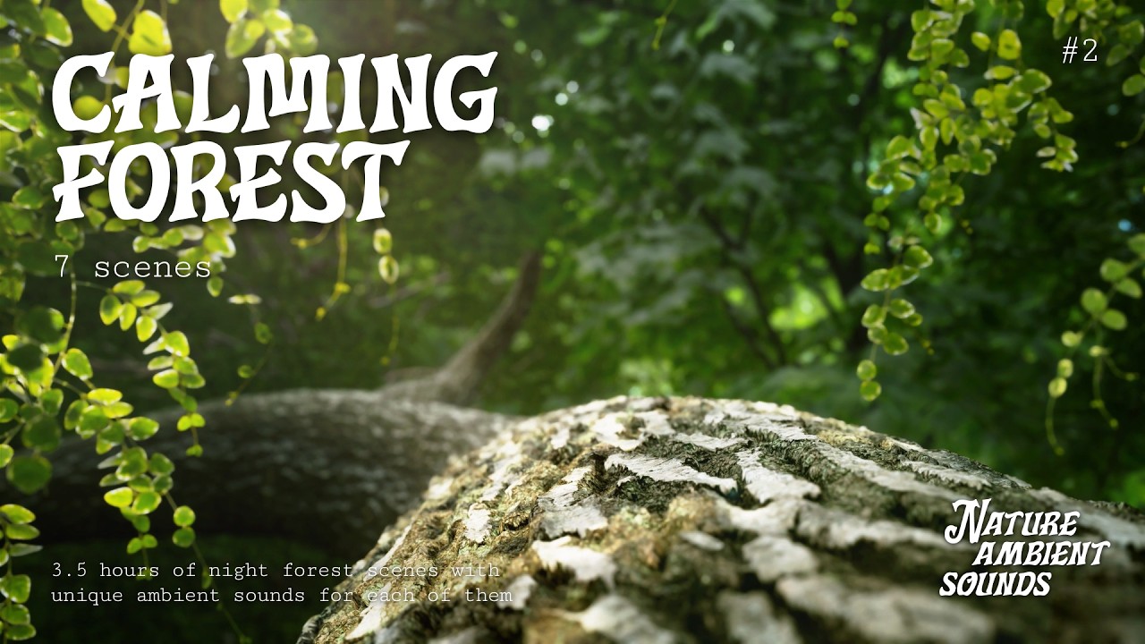 7 calming forest scenes with ambient sounds for each, forest sounds for ...