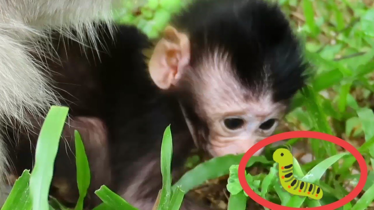BABY MONKEY ( NEW) P23 Monkeys and wild worms are really fresh #Wild worms - YouTube