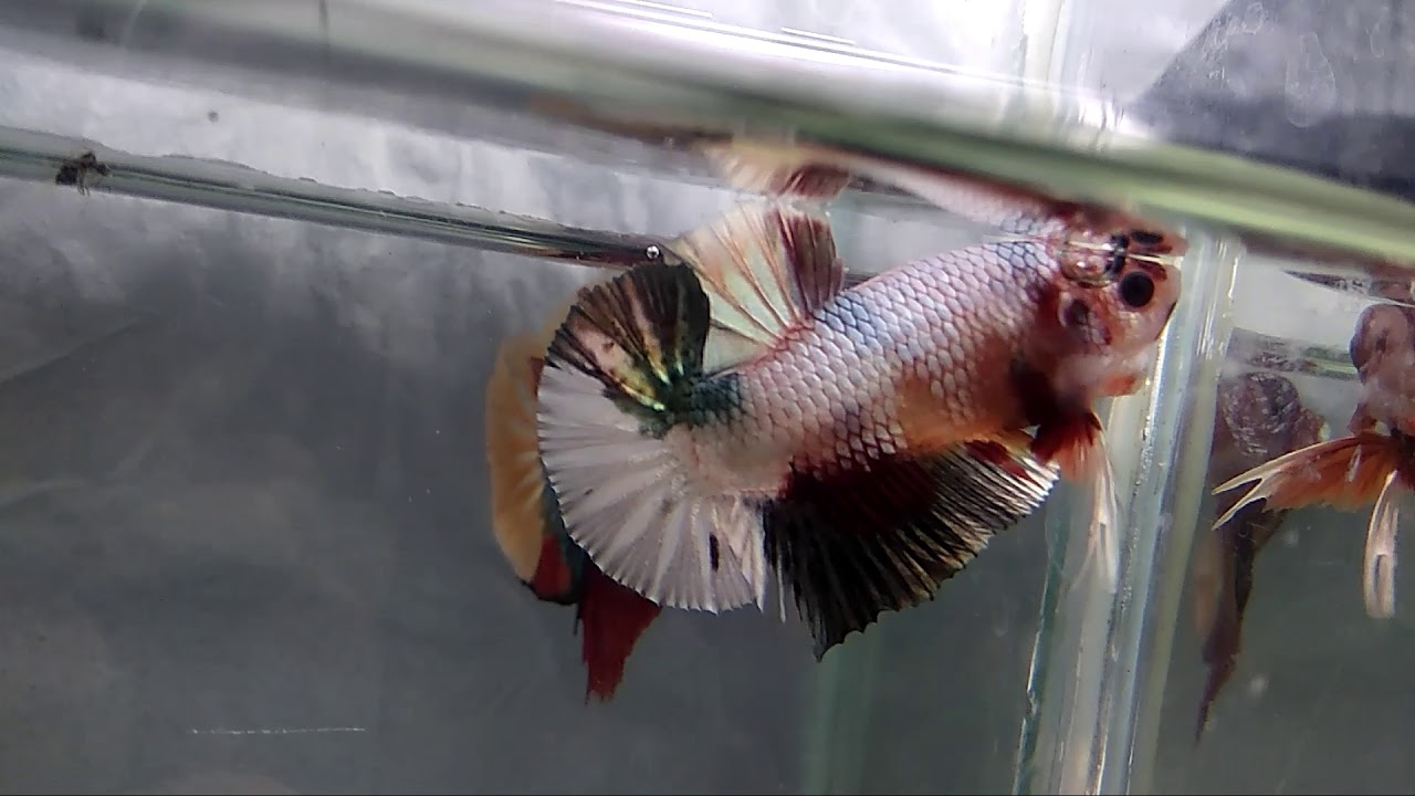 Nemo Copper - YouTube