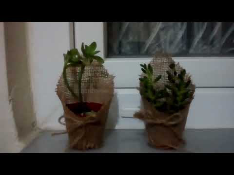 bu çiçekler size gelsin♥️