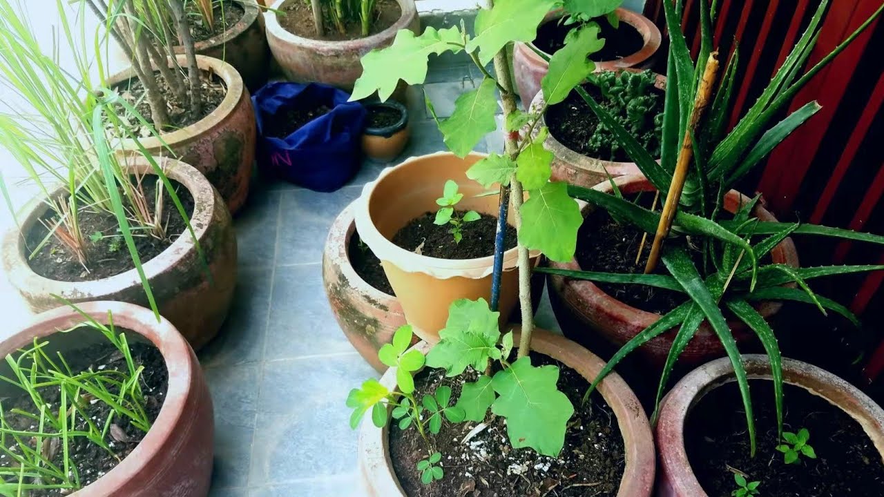 #1 New journey of my small garden (2 meter width and 4 meter length ...