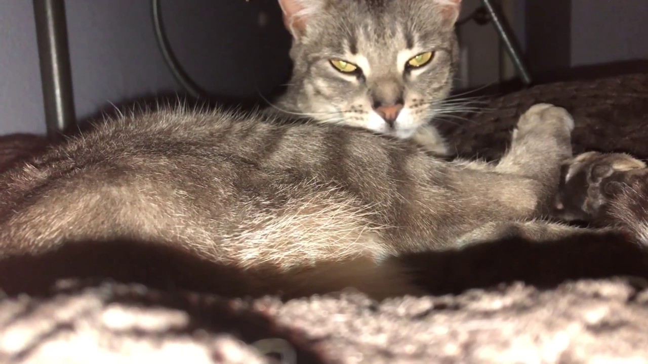 ASMR Cat Grooming #5 - YouTube