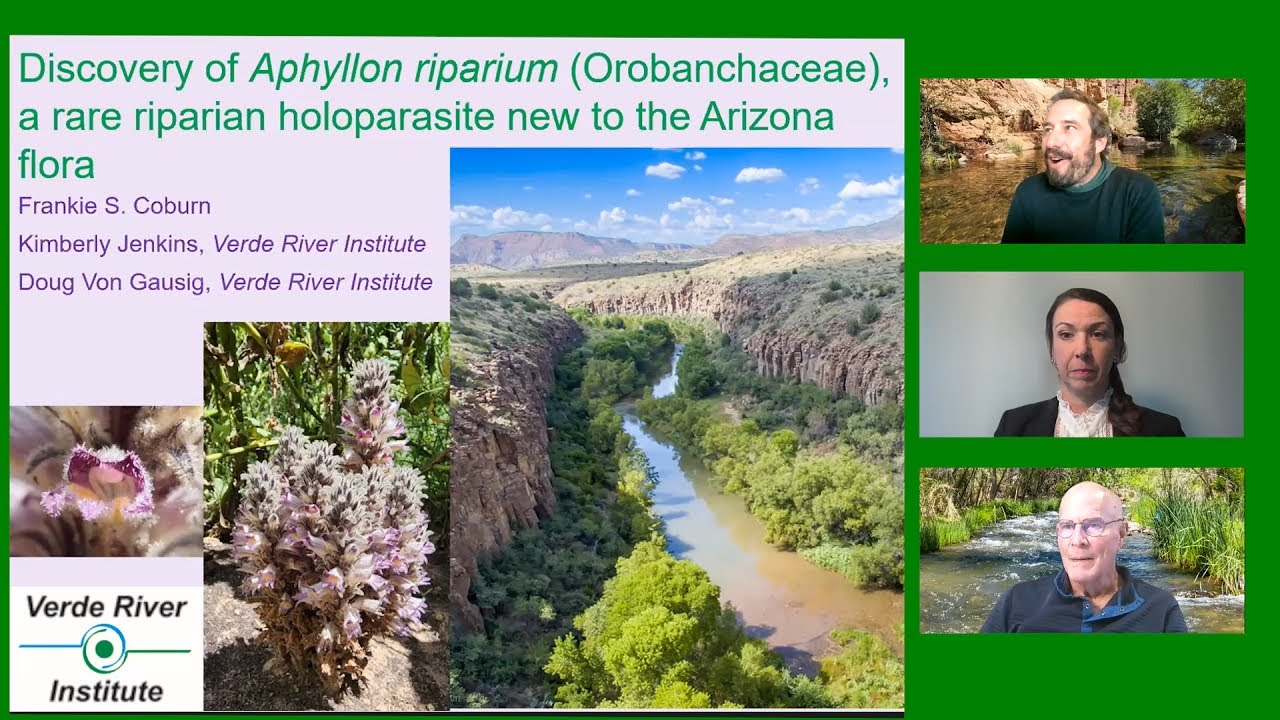 Discovery of Aphyllon riparium, a rare riparian holoparasite new to the ...