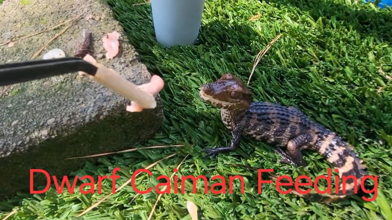 Dwarf Caiman Feeding Video #2 - YouTube