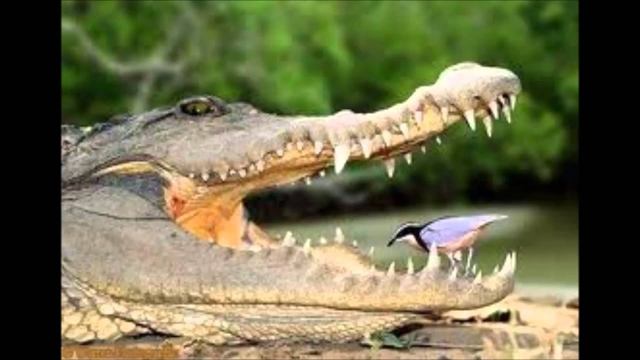 RELACIONES SIMBIOTICAS final - YouTube