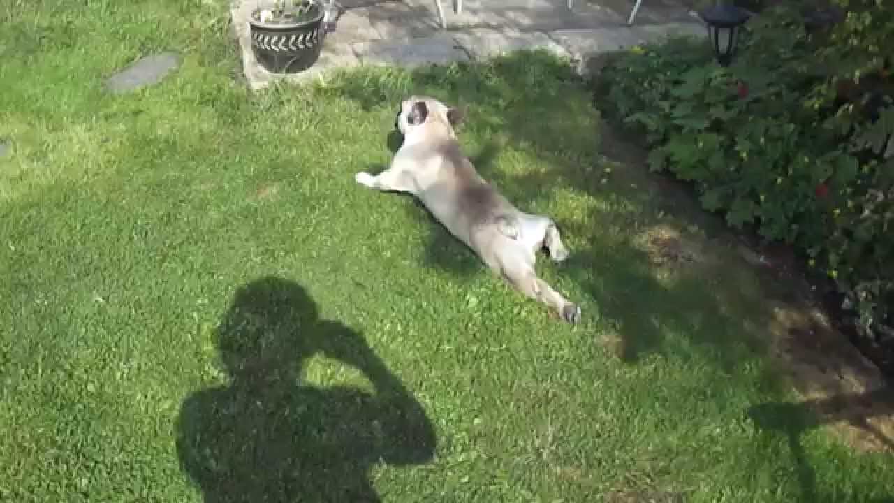 French Bulldog crawling - YouTube