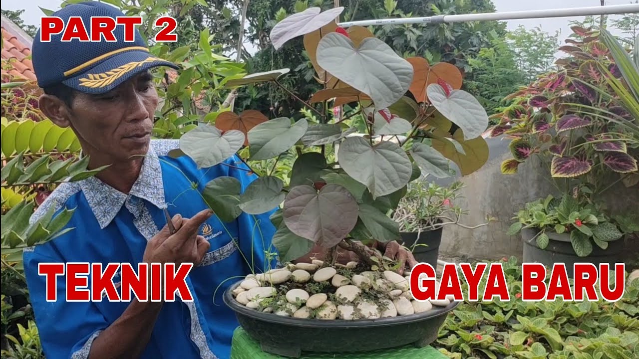 Cara membentuk dan merawat Bonsai Waru Merah !! Usia 2 bulan !! PART 2 ...