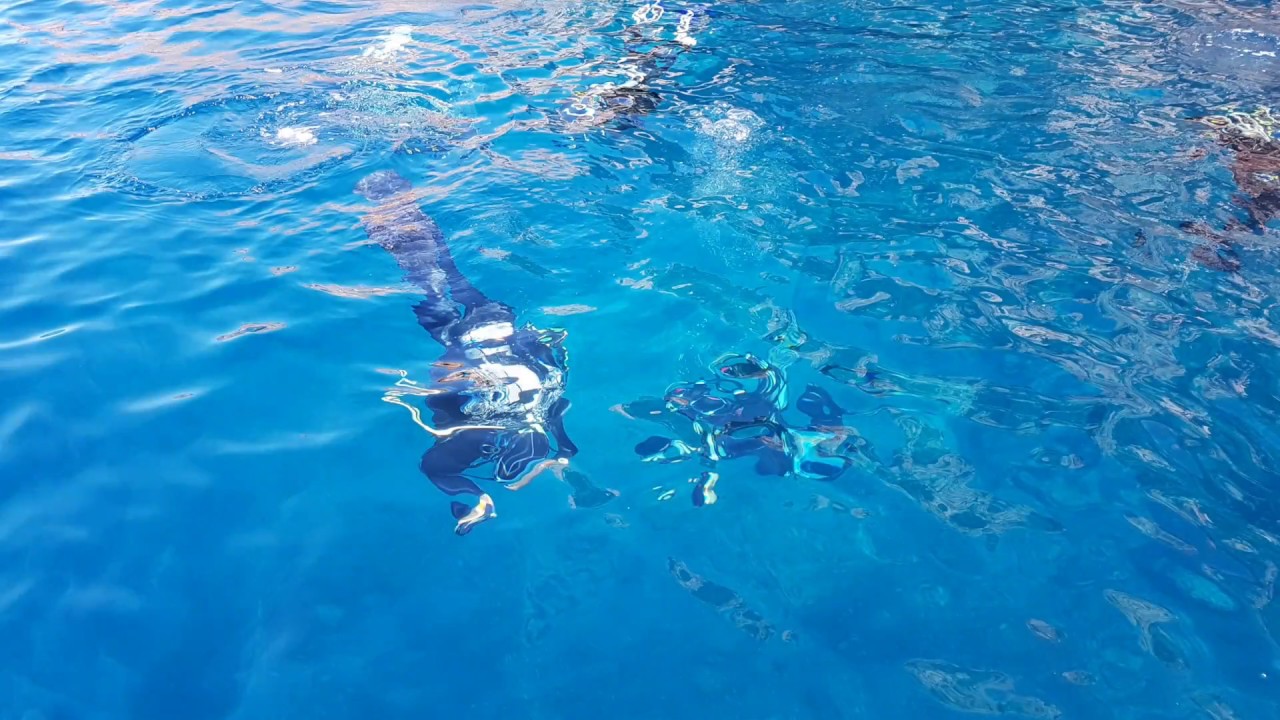 Diving Sardegna Alghero Capo Caccia ArchiMete it - YouTube