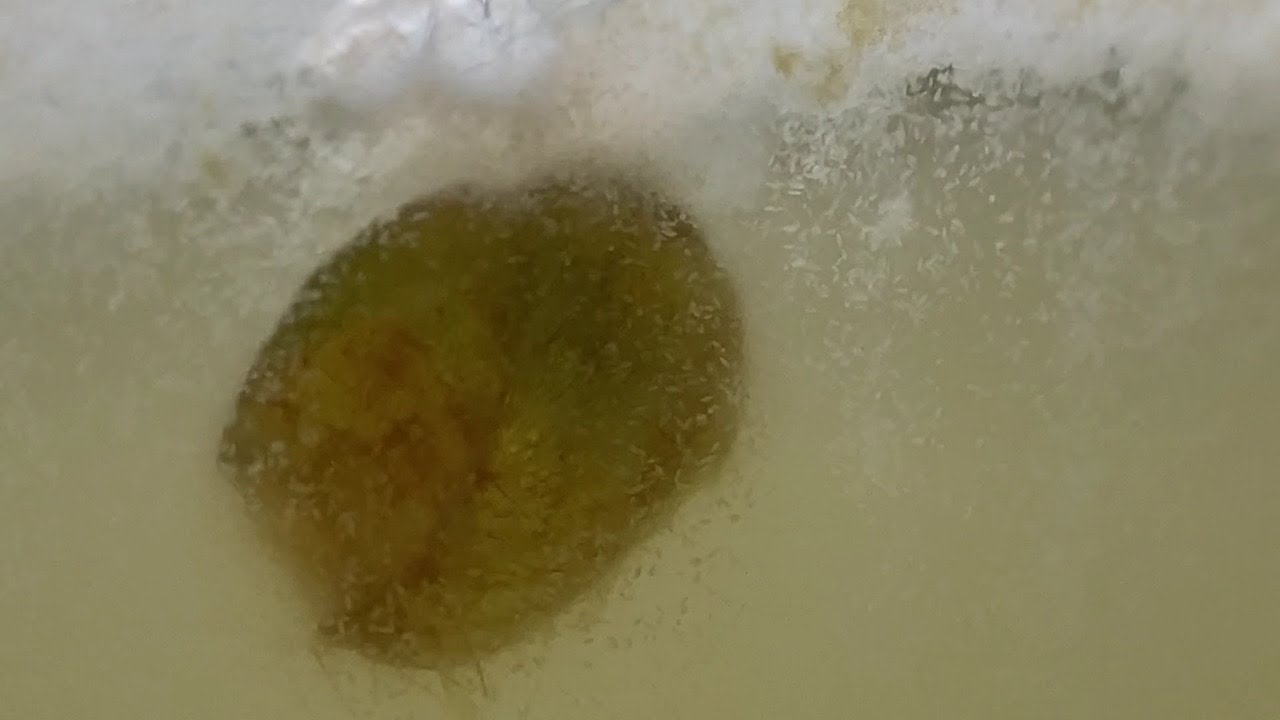 How to Culture Infusoria: Take 2, Update 1 - YouTube