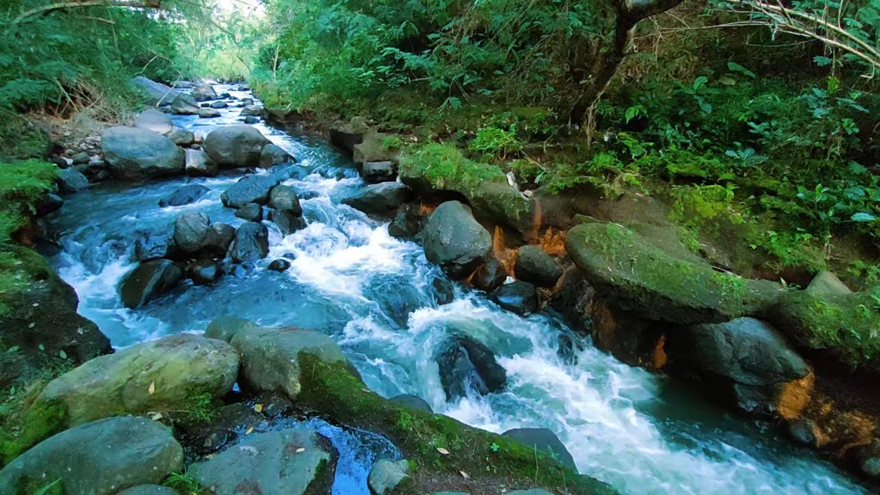 Mountain stream flowing, Forest river stream, Flowing water, white ...