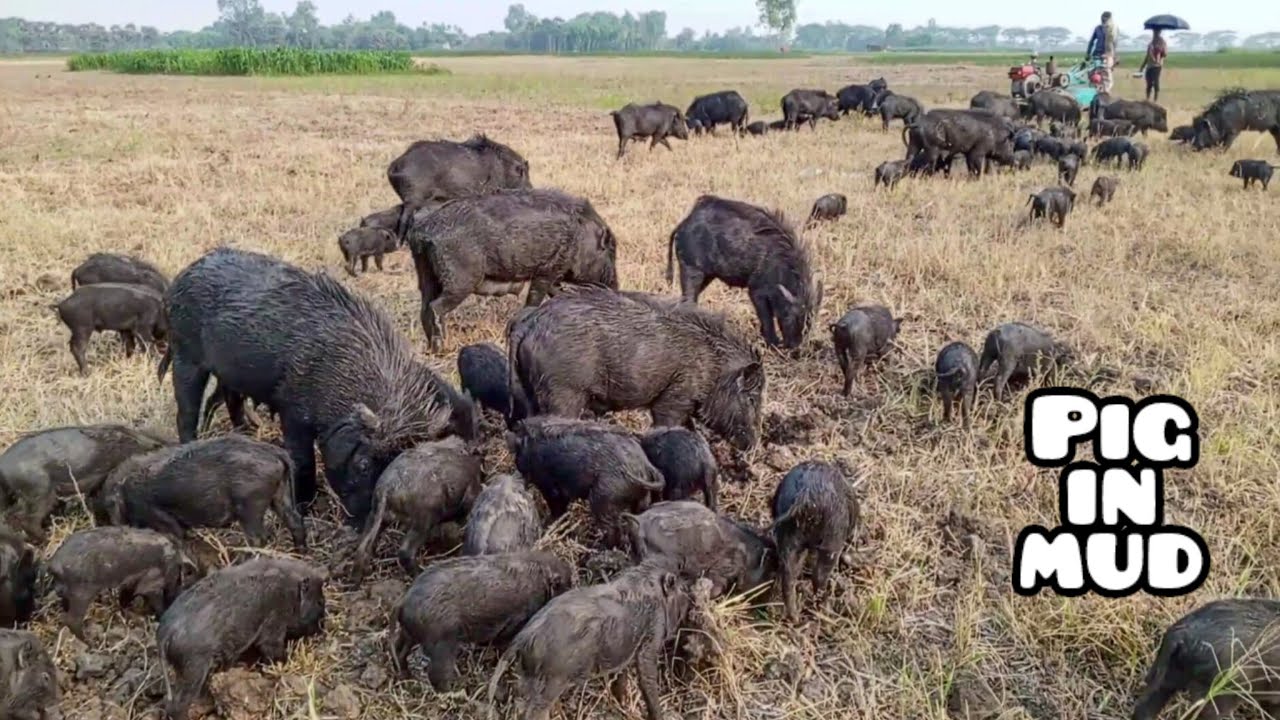 animals video.amader gramer khola mathe sukor poribar.peppa pig grazing ...